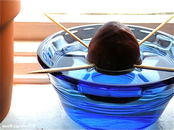 Hoe maak je een avocado pit groeien – E2R